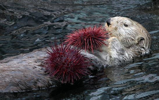 Spaces Group | Adopt a Sea Otter